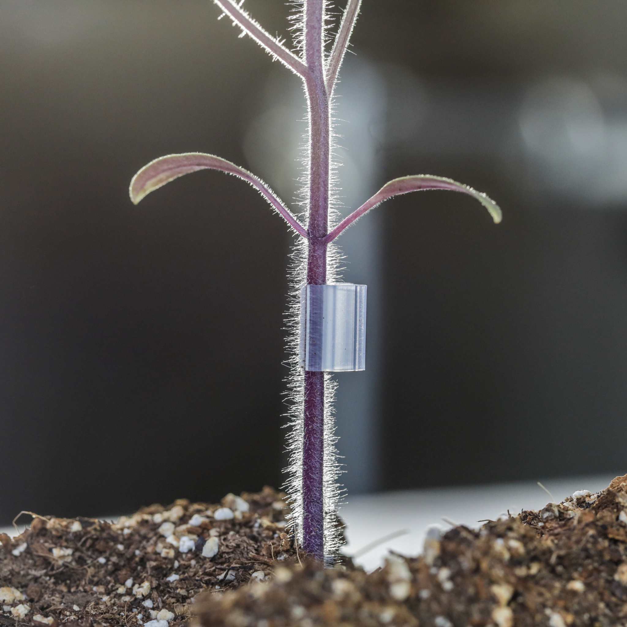 Grafting Clips with Channel – Grit