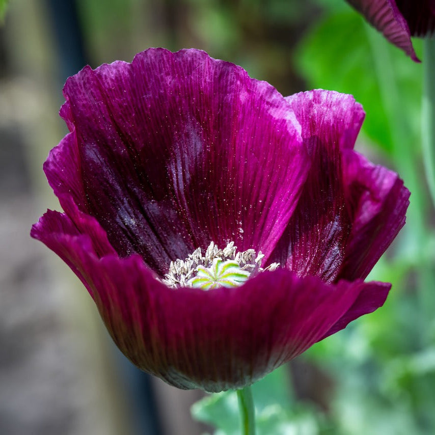 Poppy, Velvet Garden Mix (Papaver somniferum) – Grit