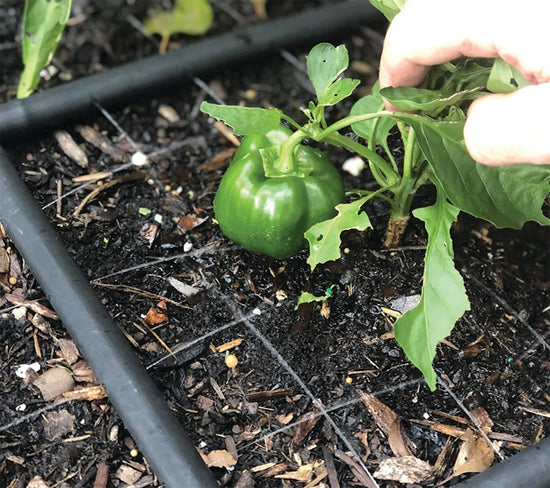 THE GARDEN GRID™ WATERING SYSTEM – Grit