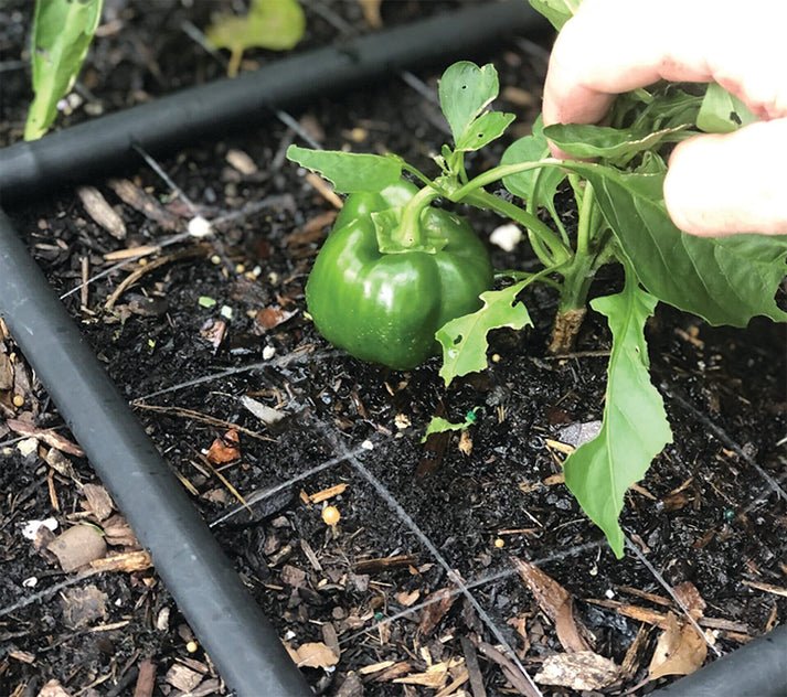 THE GARDEN GRID™ WATERING SYSTEM – Grit