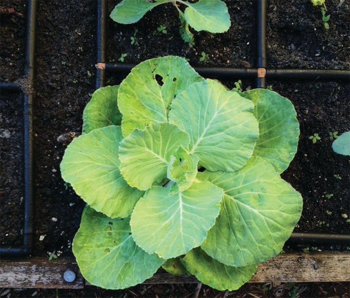 THE GARDEN GRID™ WATERING SYSTEM – Grit